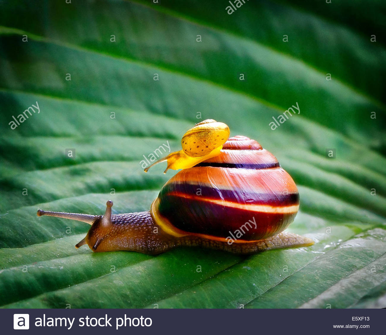 Snail Carrying Baby at Ina Pfarr blog