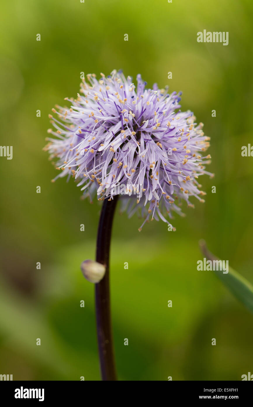 Globularia nudicaulis (Globe Daisy Stock Photo - Alamy