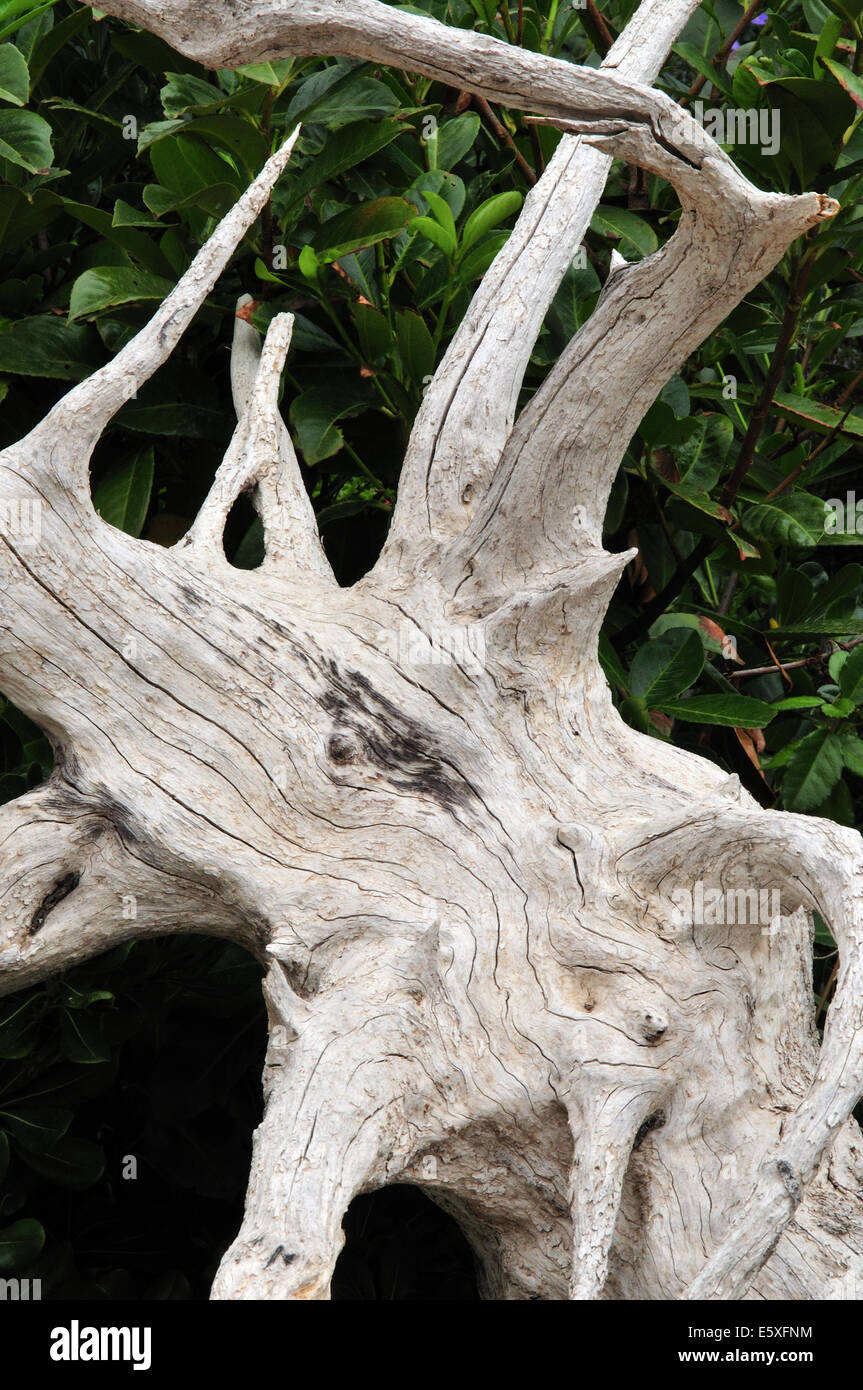 Gnarled wood garden sculpture Stock Photo - Alamy