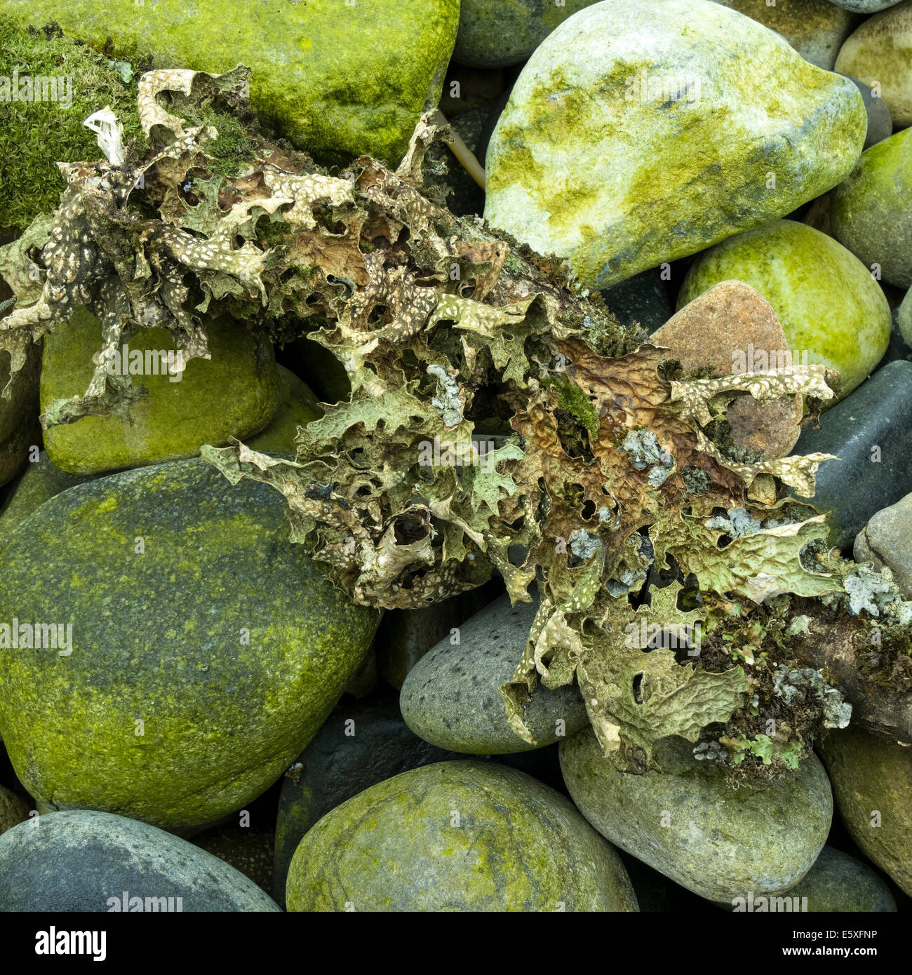 Dead Lobaria Pulmonaria Lichen on beach pebbles Stock Photo - Alamy