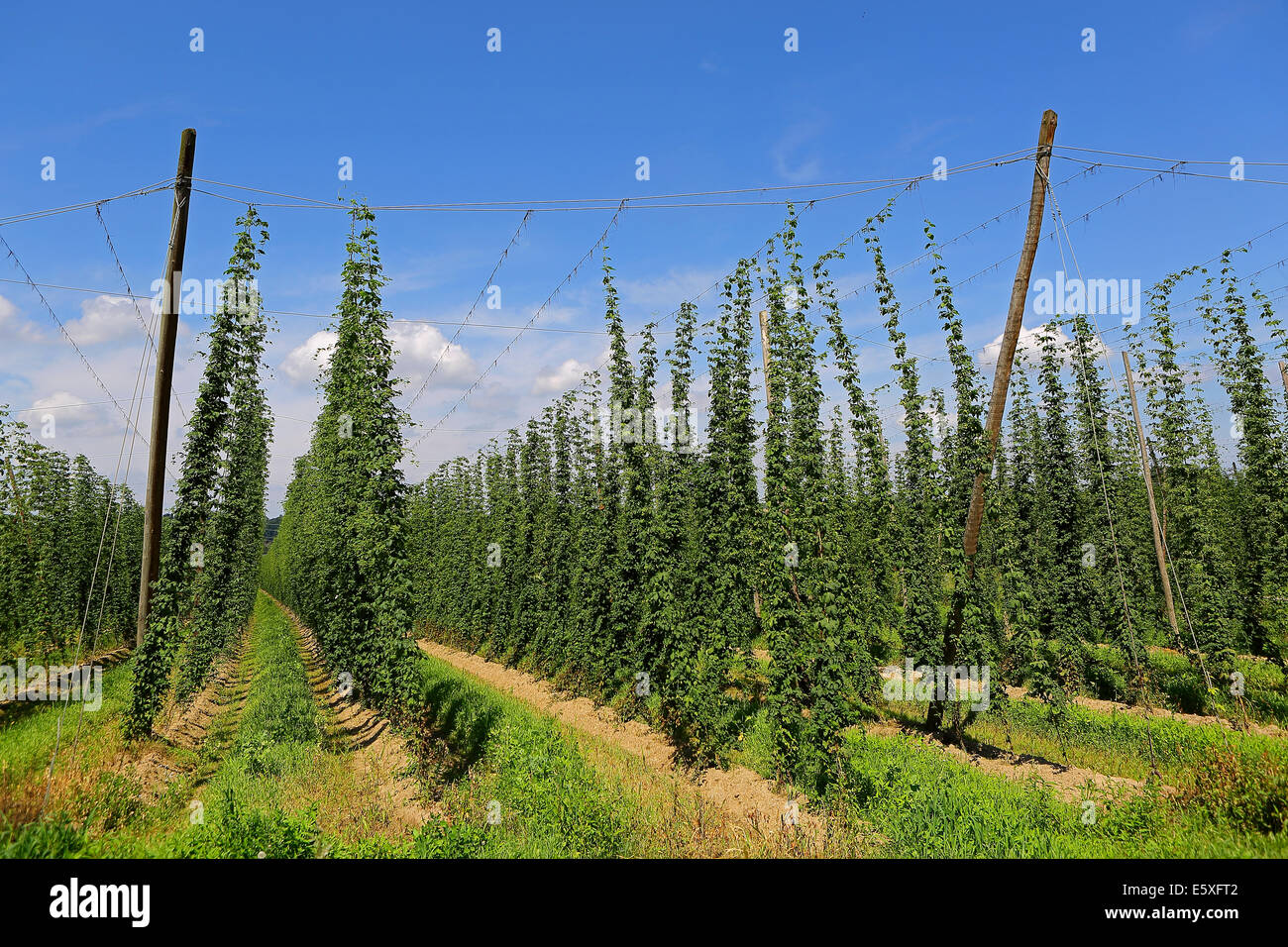 Cultivation of hops in a field in Bavaria, Germany Stock Photo - Alamy