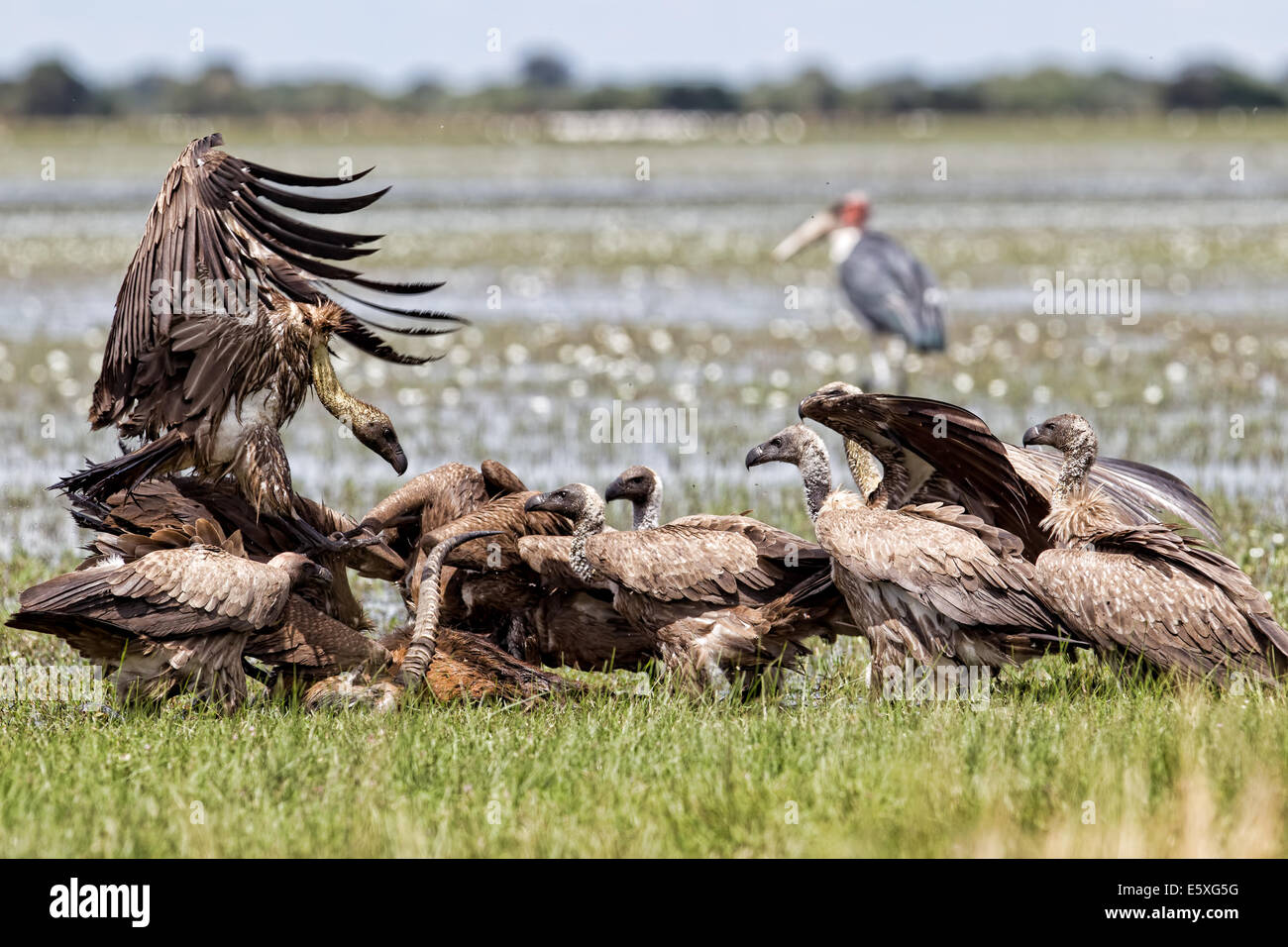 Vulture attack hi-res stock photography and images - Alamy