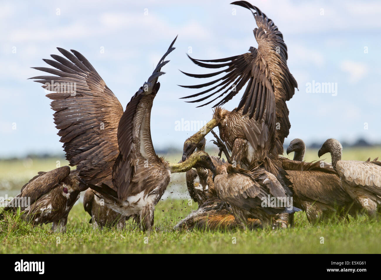 Vulture attack hi-res stock photography and images - Alamy