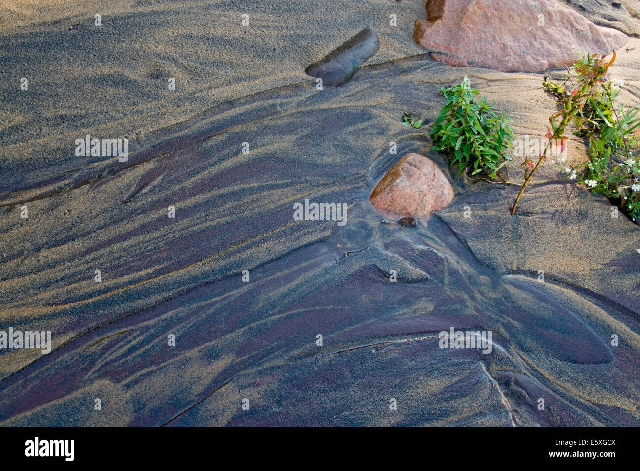 Close up of Gold and Blue Sand on Beach with Rocks and Plants at ...