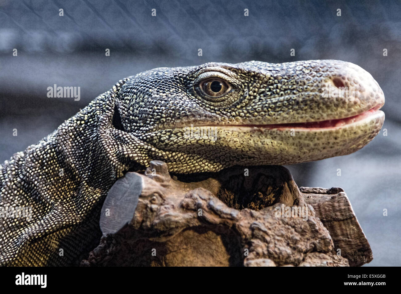 oversized lizard resting on a branch Stock Photo - Alamy
