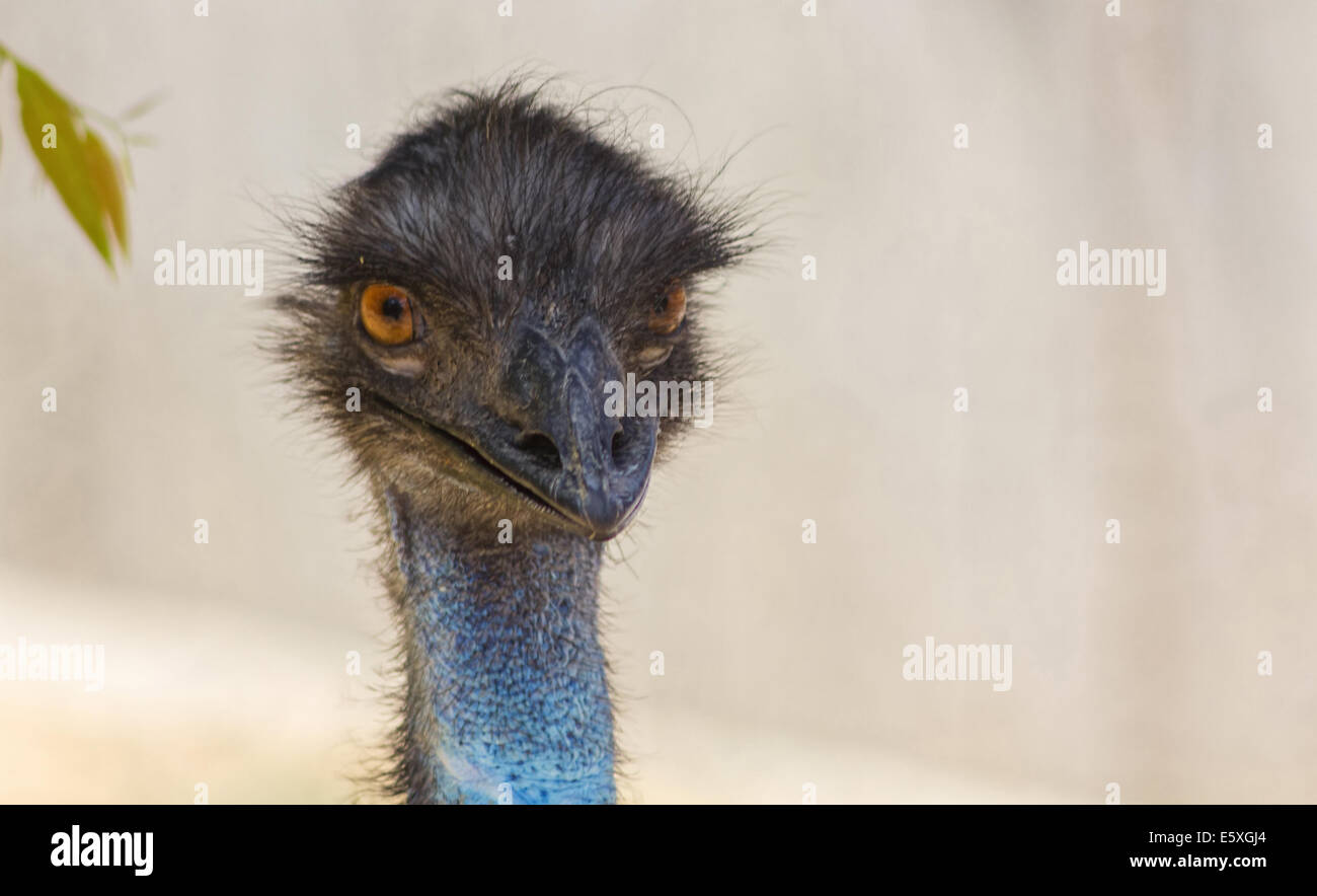 emu head, big eyes Stock Photo - Alamy