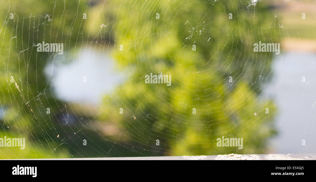 fine web background with vegetation from behind Stock Photo - Alamy