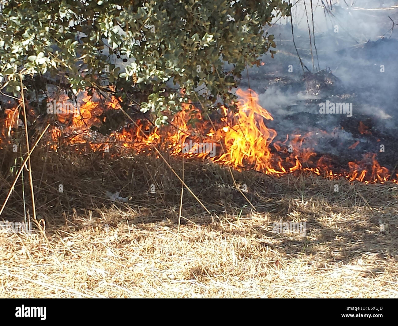 Flames of Fire in a summer field Stock Photo - Alamy