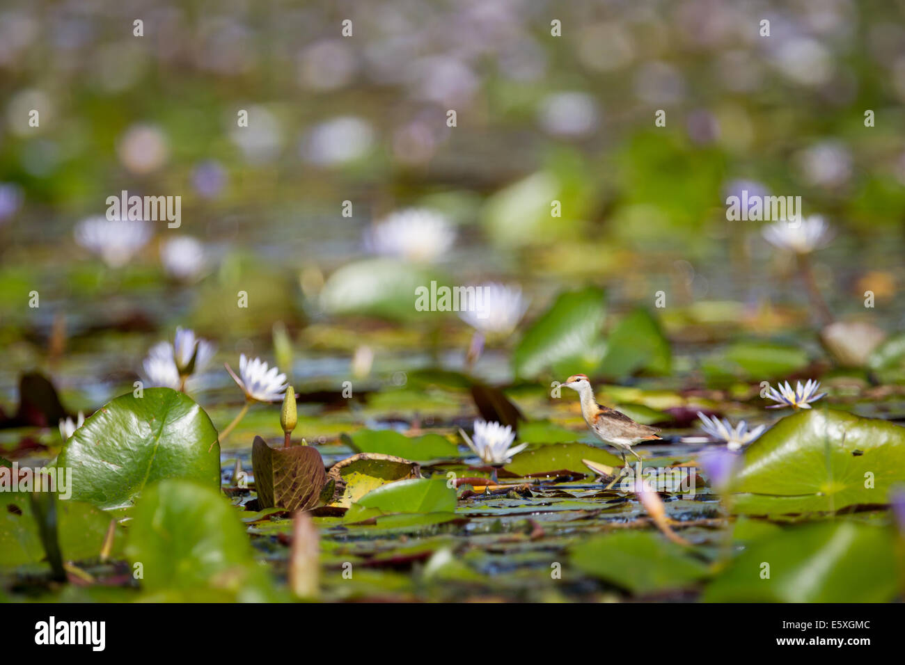 Lesser Jacana (Microparra capensis) are relatively abundant at ...