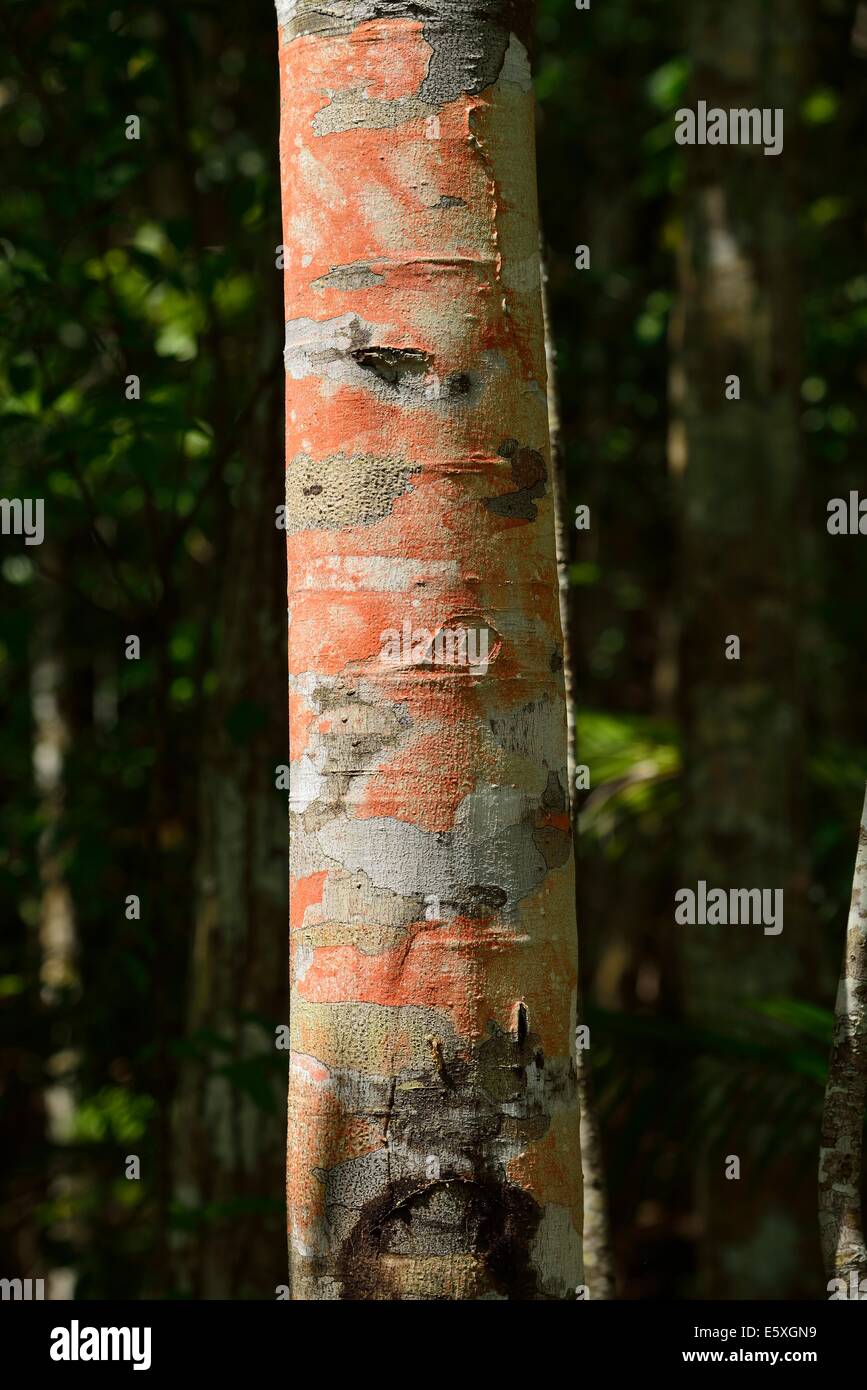 Red lichen on a tree which proves clean air Stock Photo - Alamy