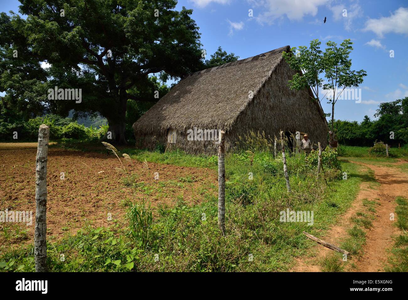 Tobacco drying barn hi-res stock photography and images - Alamy