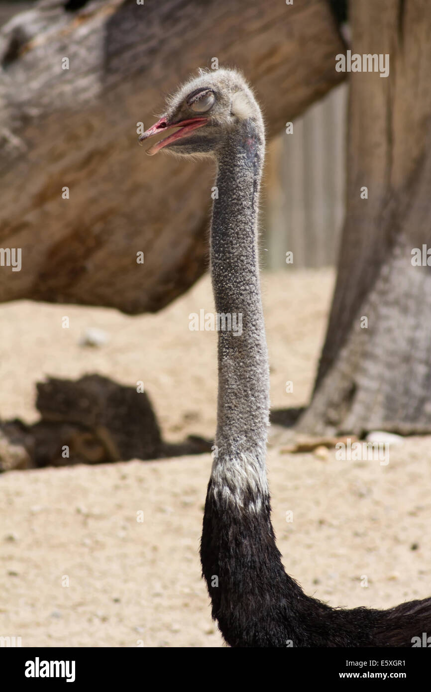 old African ostrich Stock Photo - Alamy