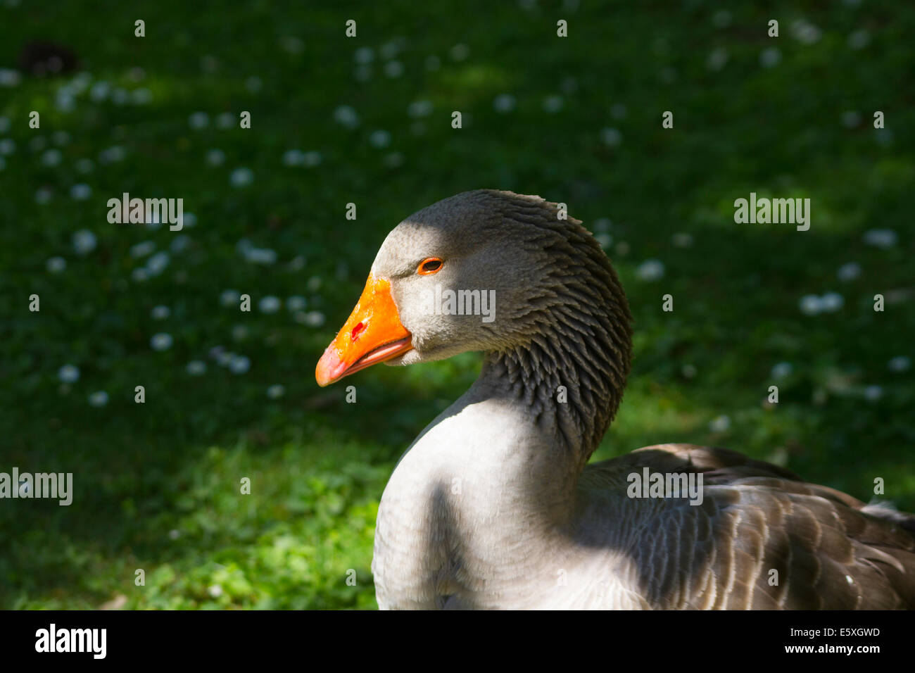 elegant colorful goose in a garden Stock Photo - Alamy