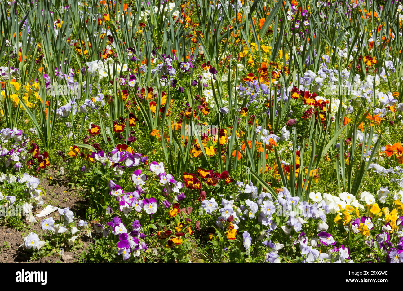 colors background with flowers and grass Stock Photo - Alamy