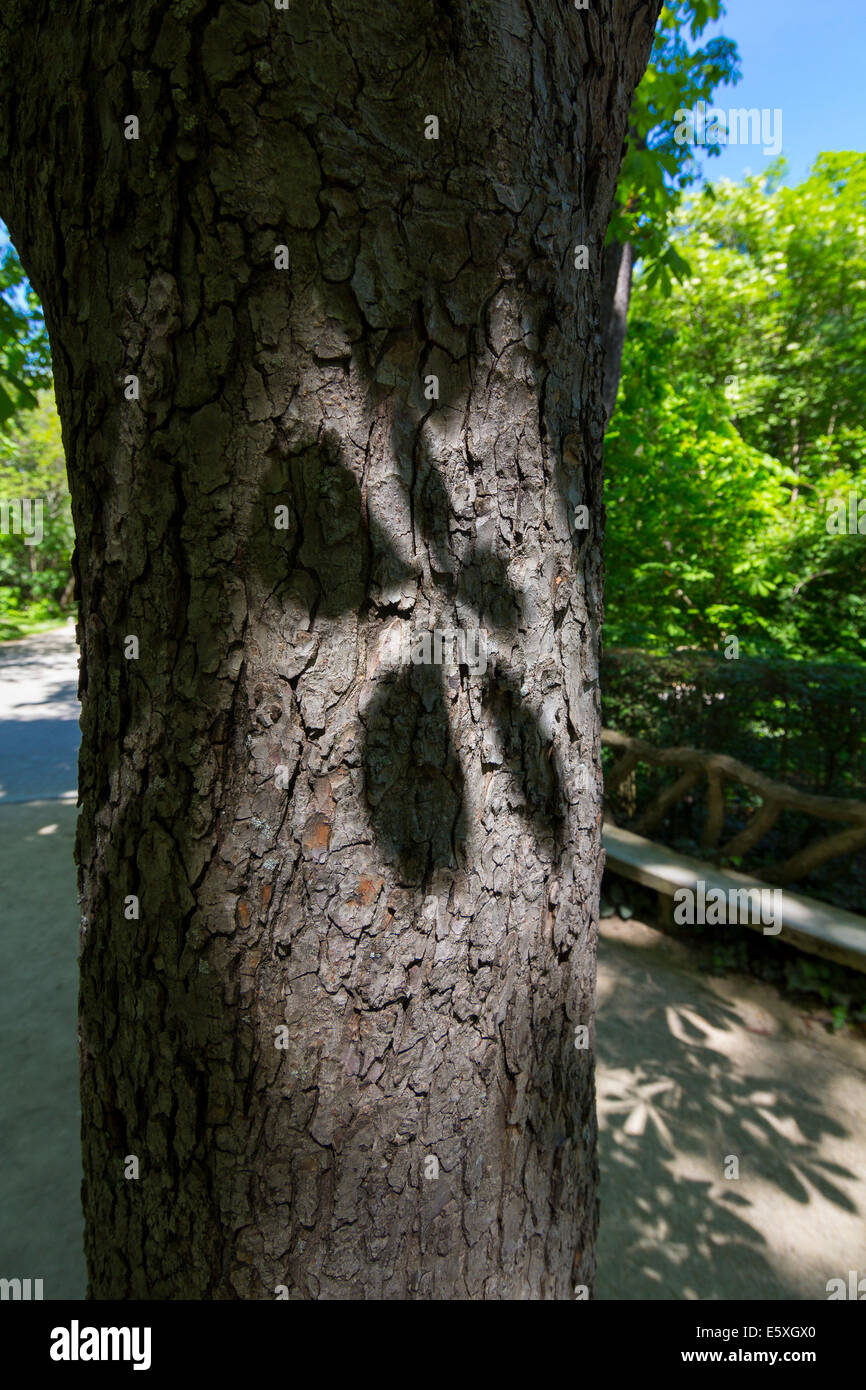 leftover leaves on a tree trunk Stock Photo - Alamy
