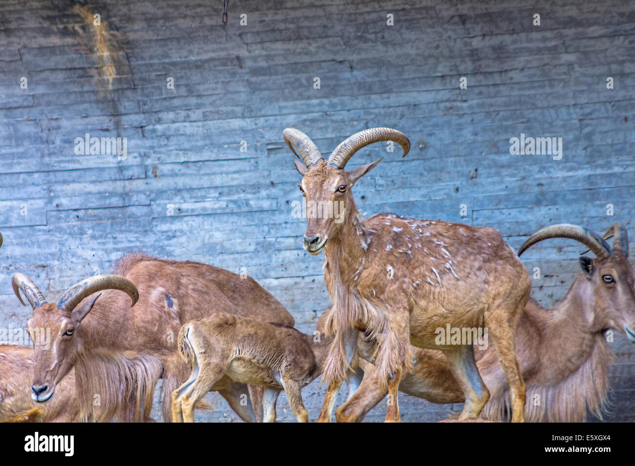 European mountain goats with big horns Stock Photo - Alamy