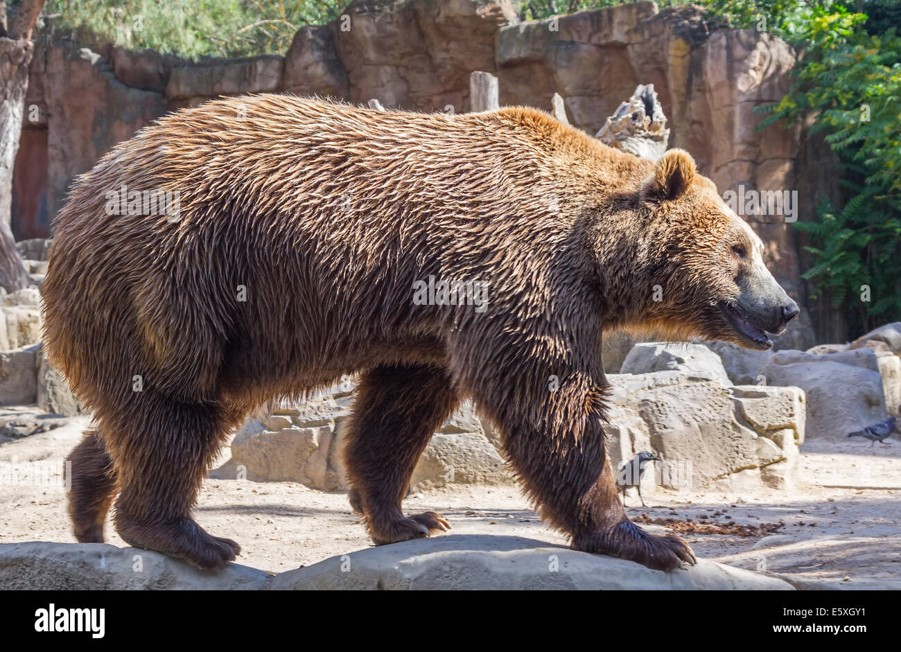brown bear sitting so funny Stock Photo - Alamy