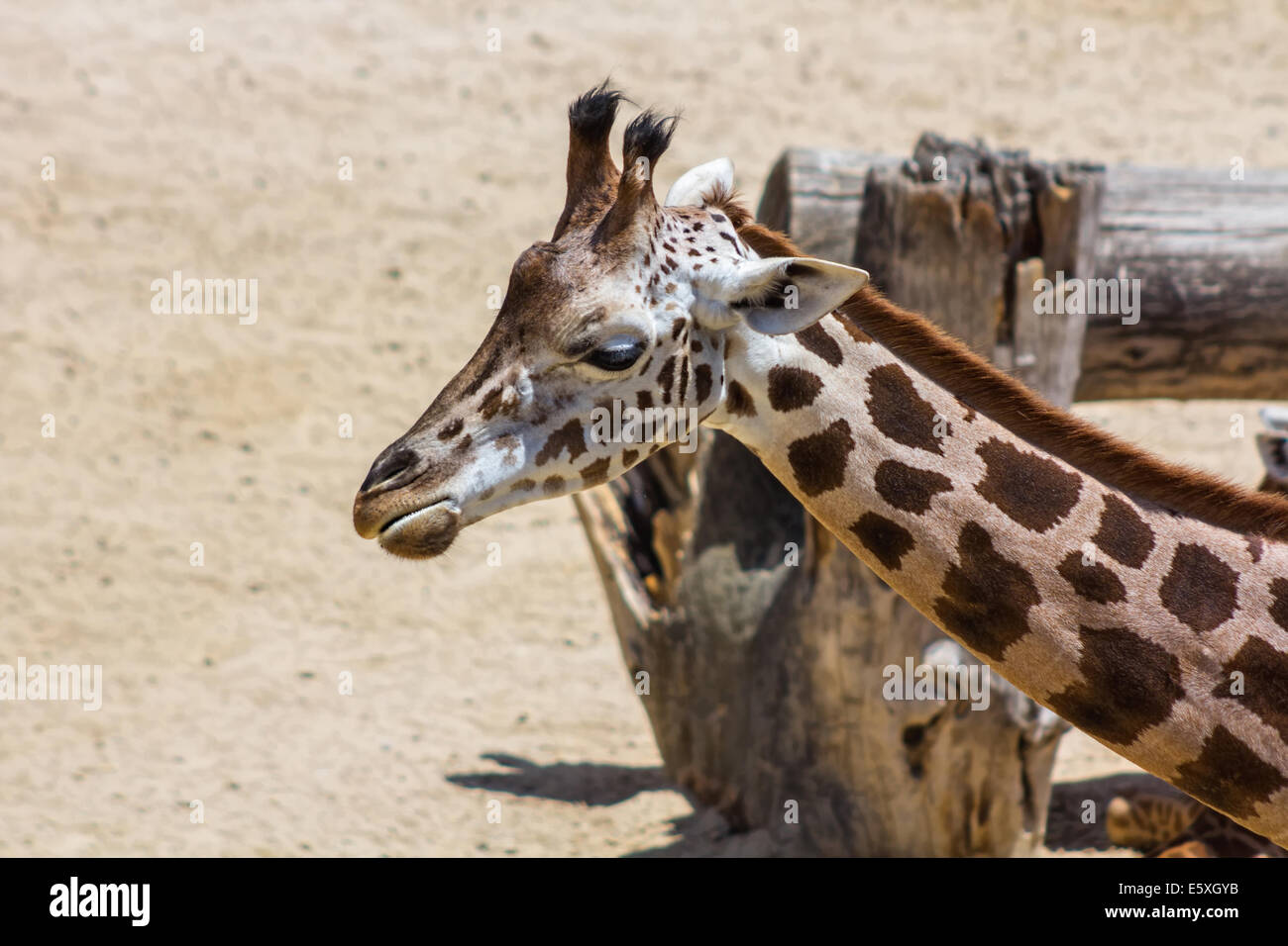 nice young giraffe Stock Photo - Alamy
