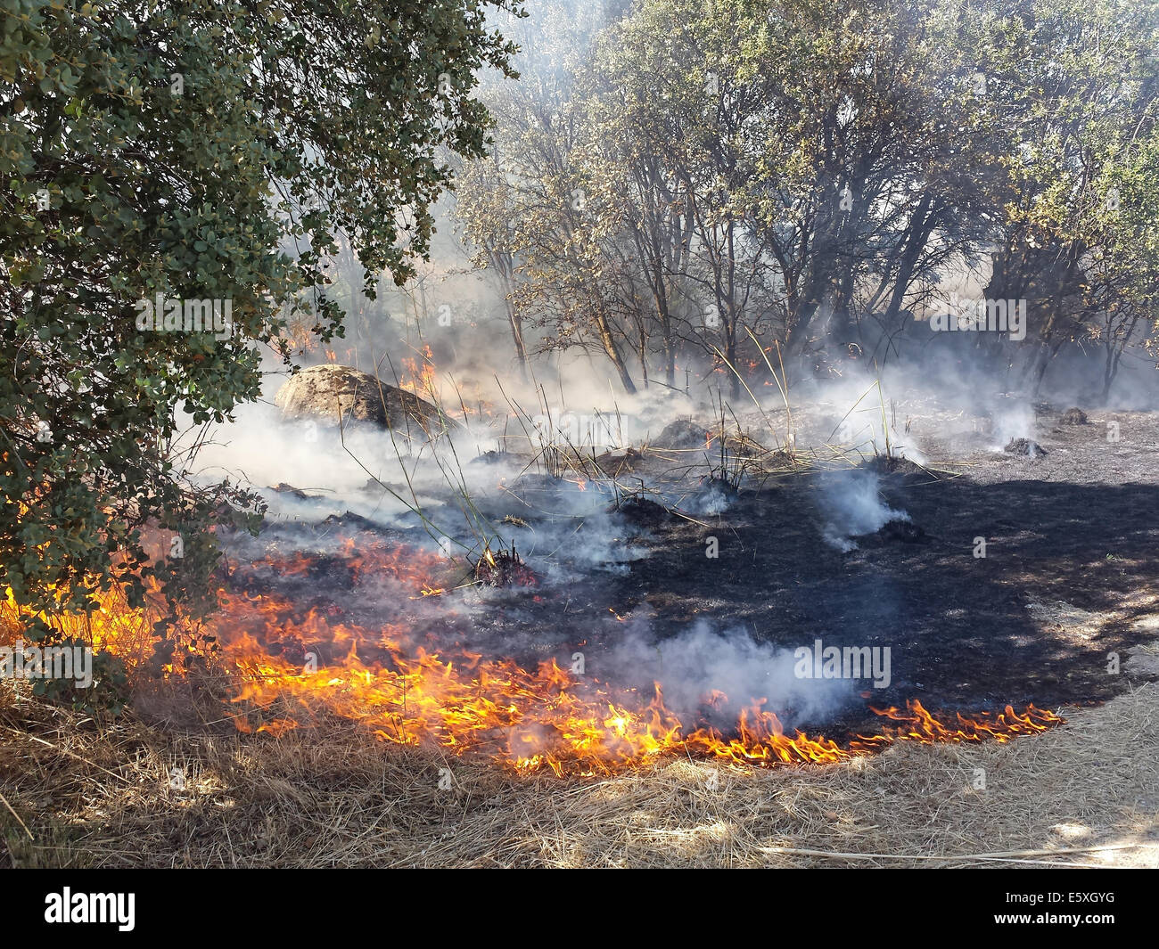 Flames of Fire in a summer field Stock Photo - Alamy