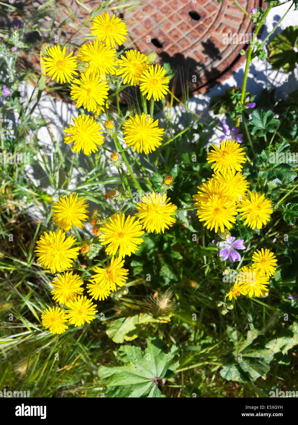 yellow flowers in a garden Stock Photo - Alamy