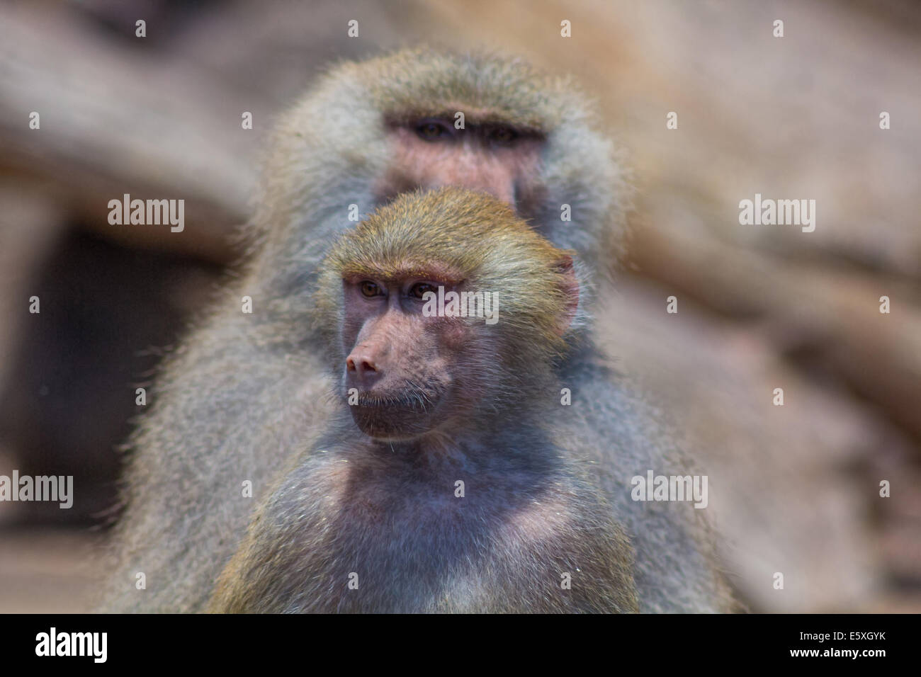 Baboons head hi-res stock photography and images - Alamy