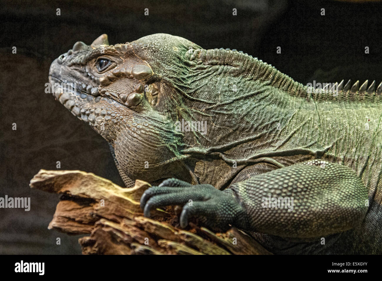 large rhino lizard Stock Photo - Alamy