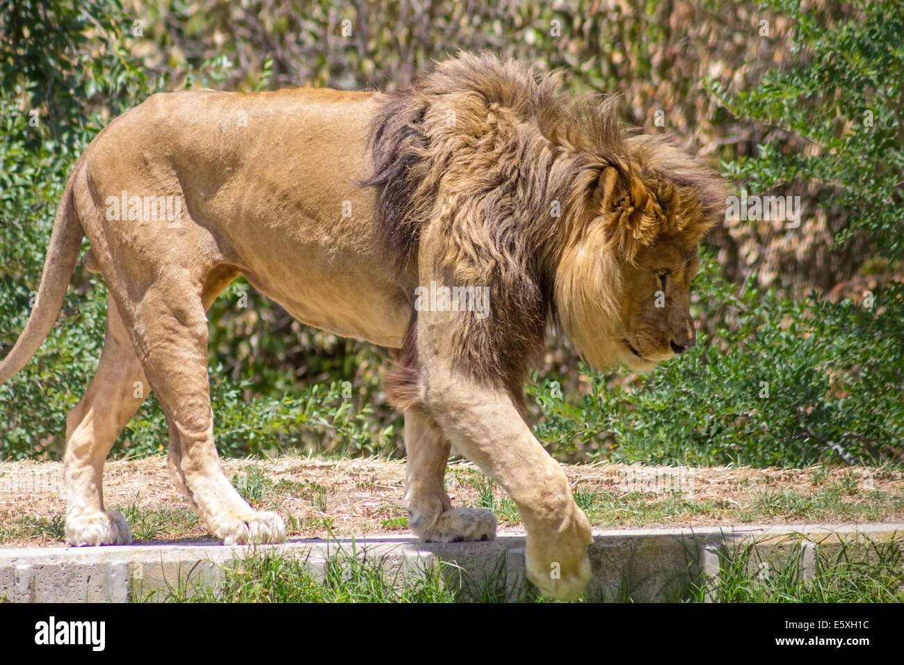 African lion with a large mane hi-res stock photography and images - Alamy