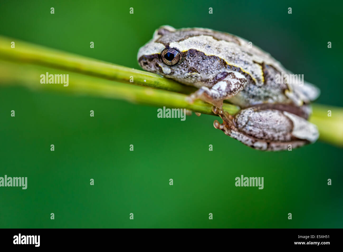 Reed Frogs (Hyperolius sp.) are abundant and noisy residents of ...