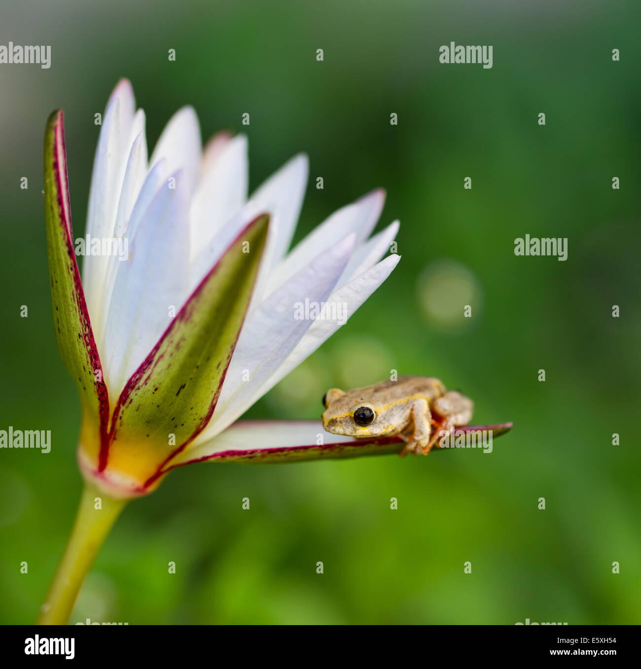 Reed Frogs (Hyperolius sp.) are abundant and noisy residents of ...