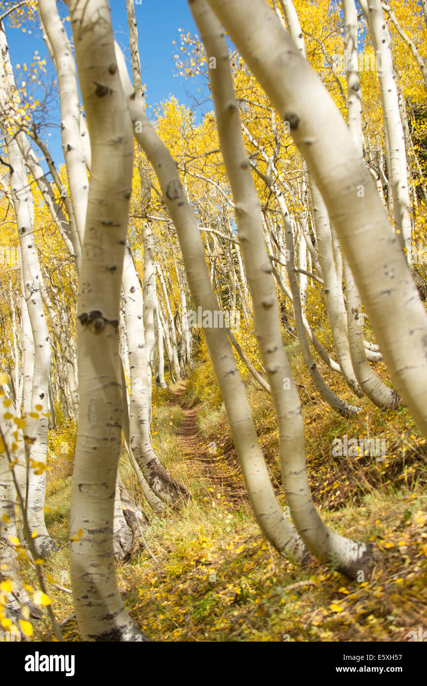 A shot through the trees while walking the Wasatch Crest Trail in Big ...