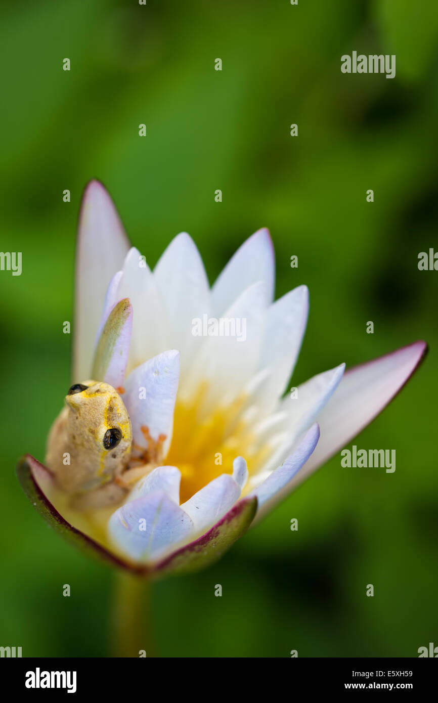 African reed frog hyperolius sp hi-res stock photography and images - Alamy
