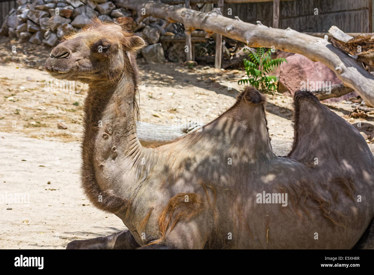 old camel resting Stock Photo - Alamy