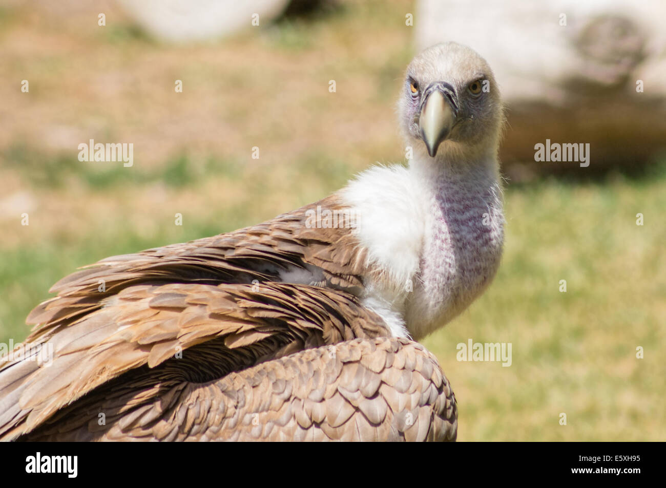 Griffon Vulture (Gyps fulvus Stock Photo - Alamy