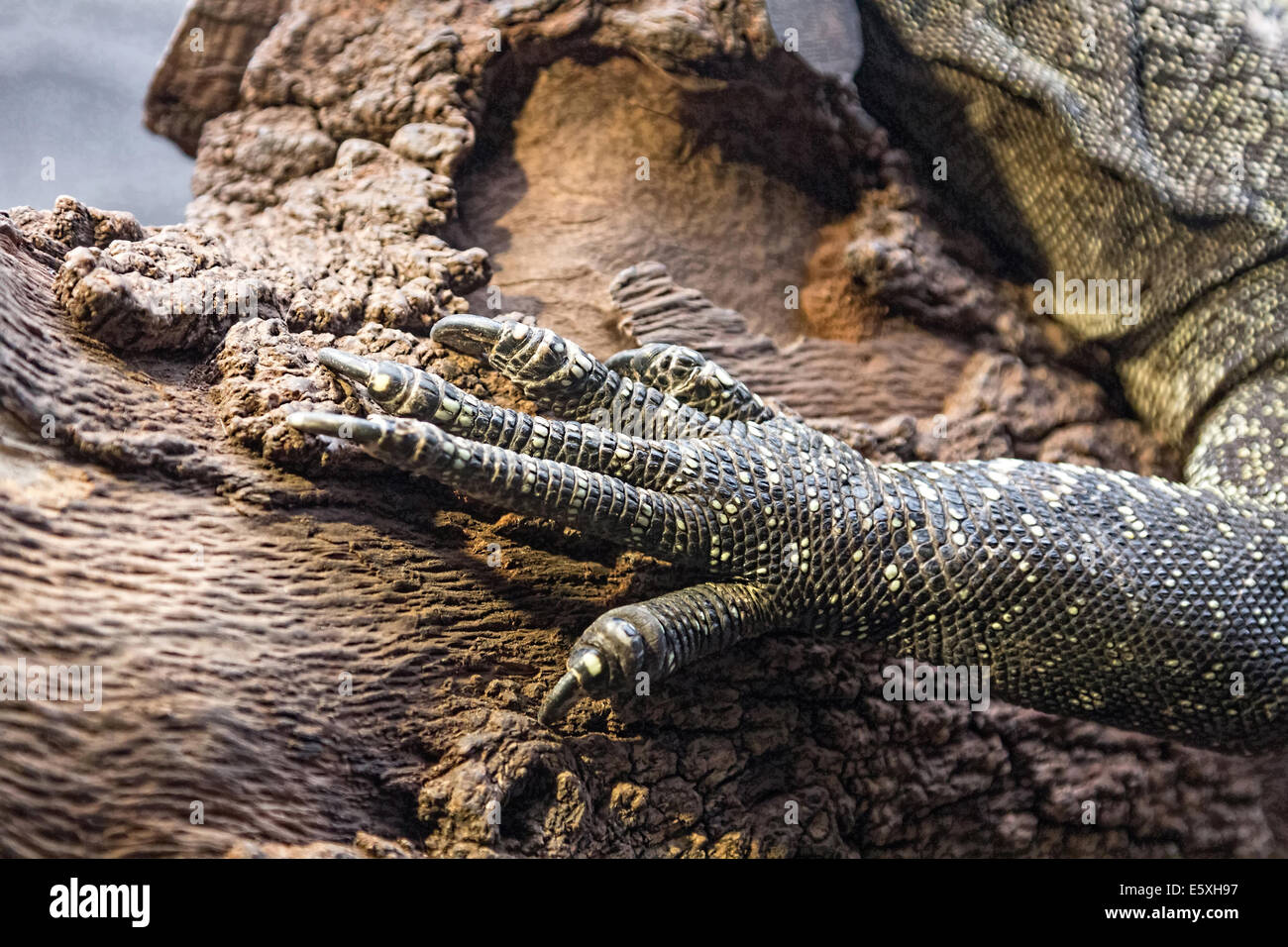 Detail fauna hi-res stock photography and images - Alamy