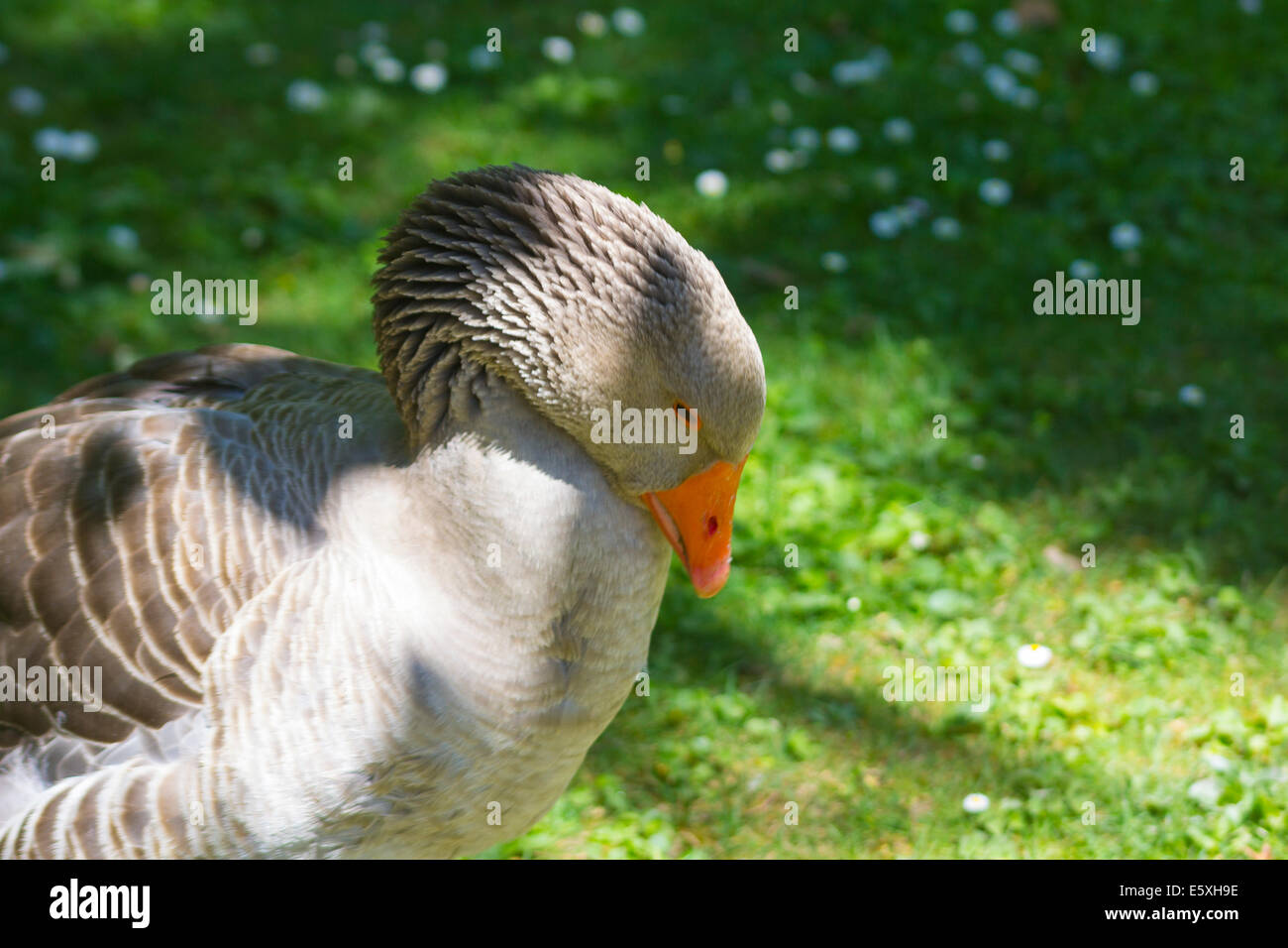 elegant colorful goose in a garden Stock Photo - Alamy