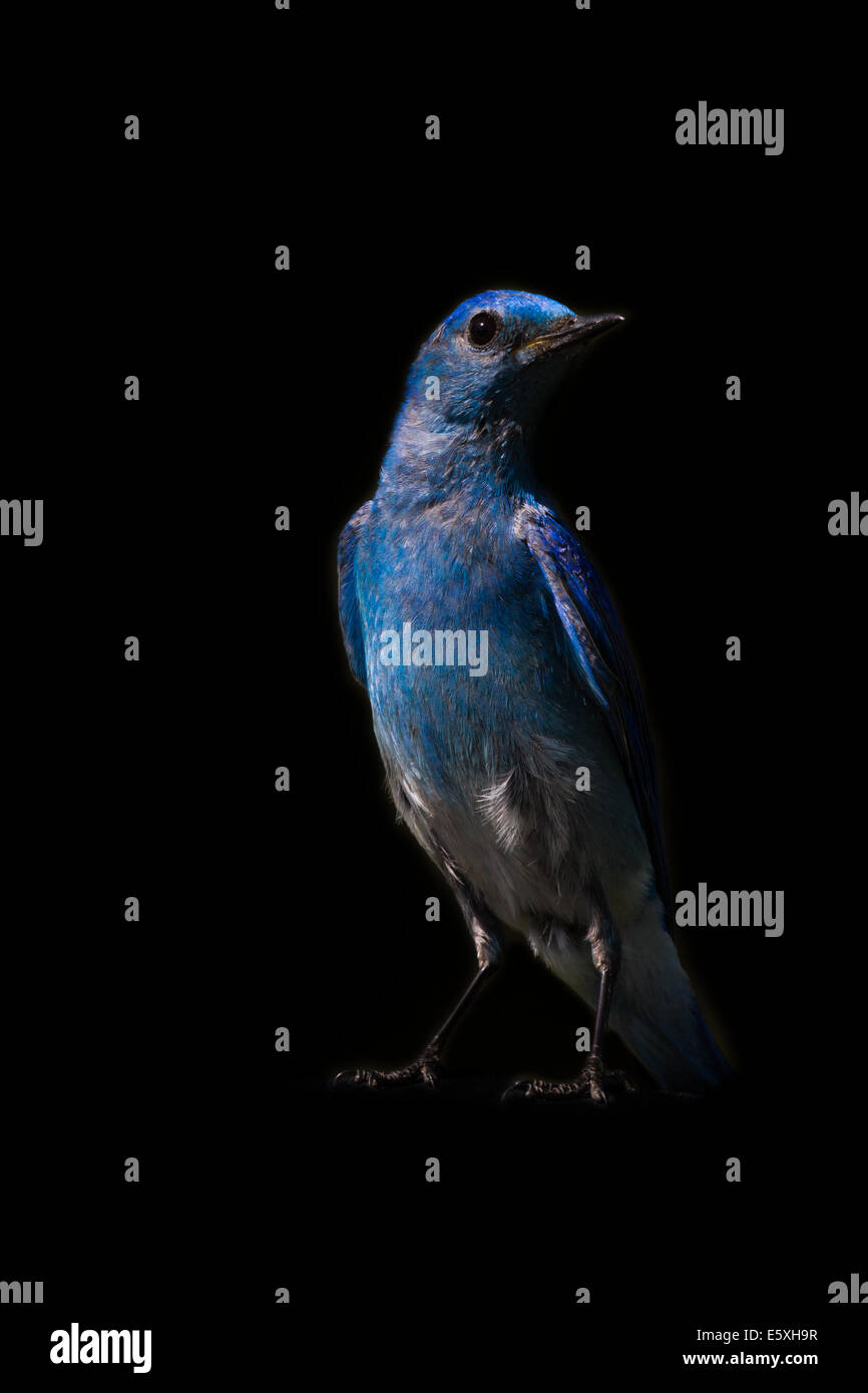 portrait of a mountain bluebird isolated on a black background Stock ...