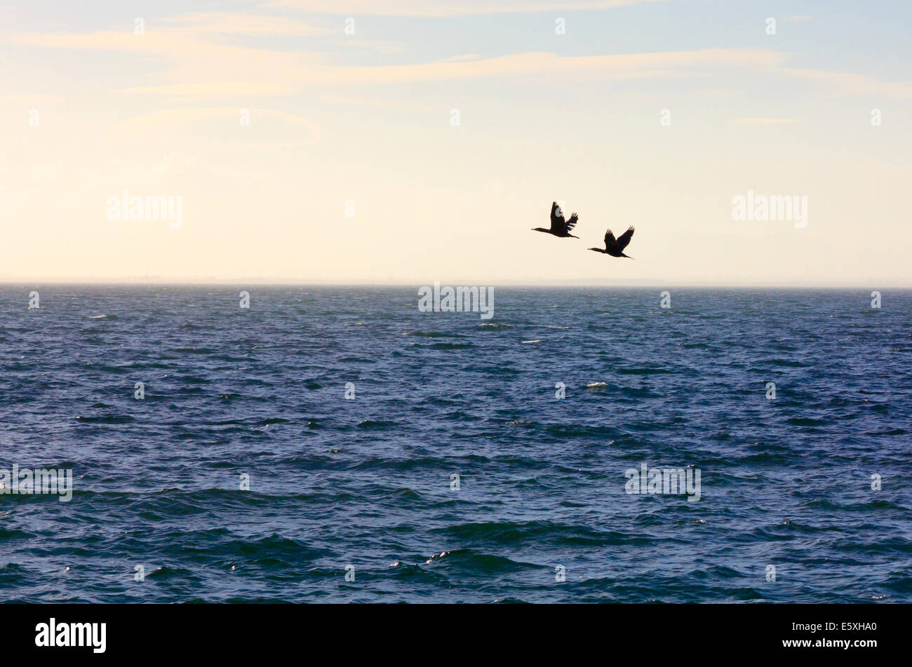 migrating ducks at sunset flying south Stock Photo - Alamy