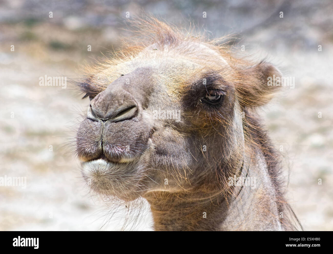 an old camel face Stock Photo - Alamy
