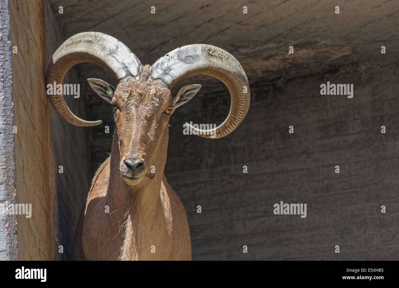 European mountain goats with big horns Stock Photo - Alamy