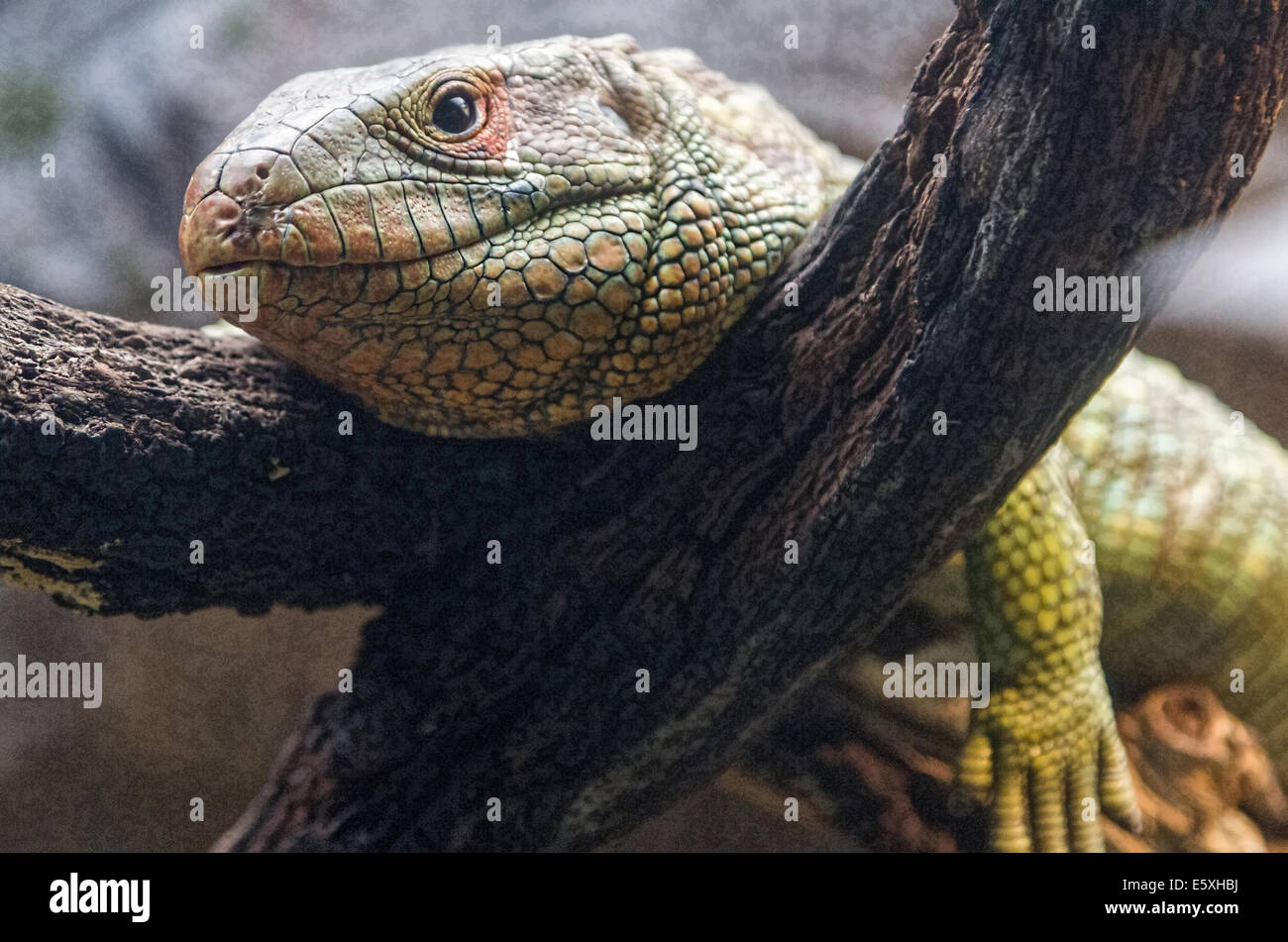 oversized lizard resting on a branch Stock Photo - Alamy
