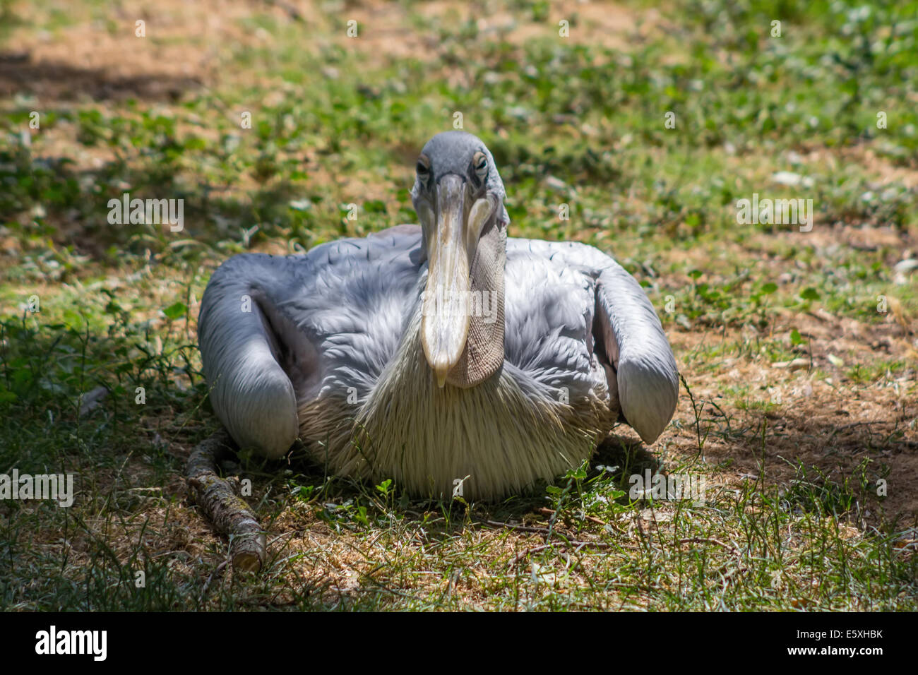 Pelican perched on ground hi-res stock photography and images - Alamy