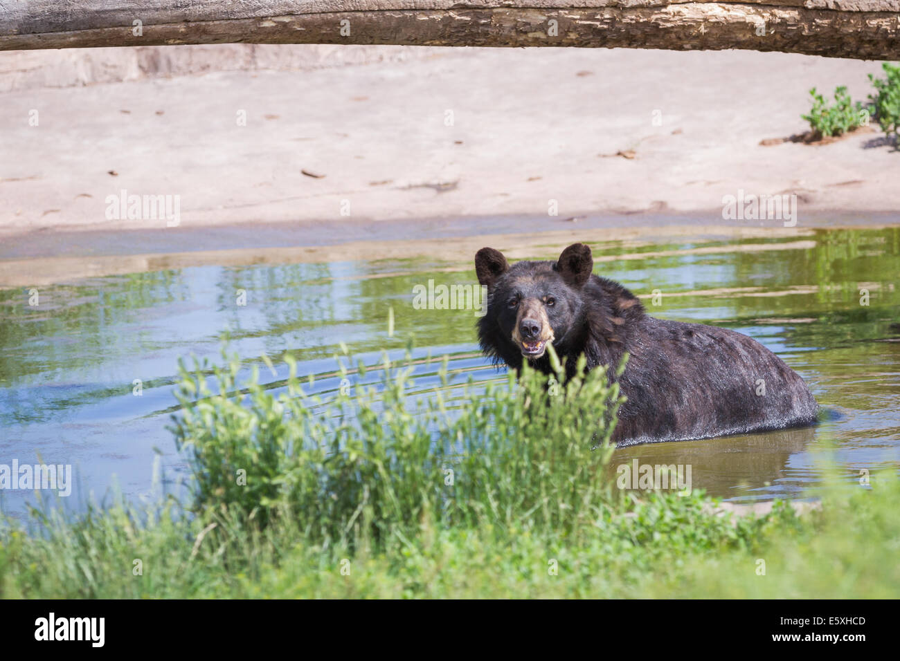 adult black bear swimming in a small pond under bright sunshine Stock ...