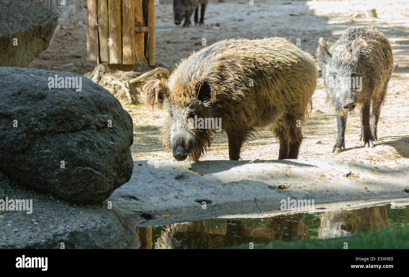 European wild boar Stock Photo - Alamy
