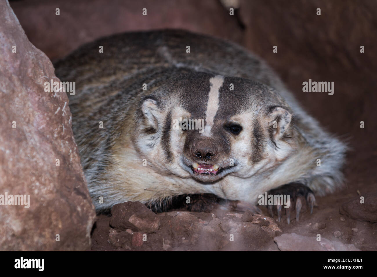 close up of a wild badger in red rock dirt Stock Photo - Alamy