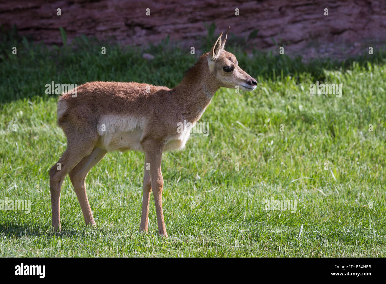 Infant antelope hi-res stock photography and images - Alamy