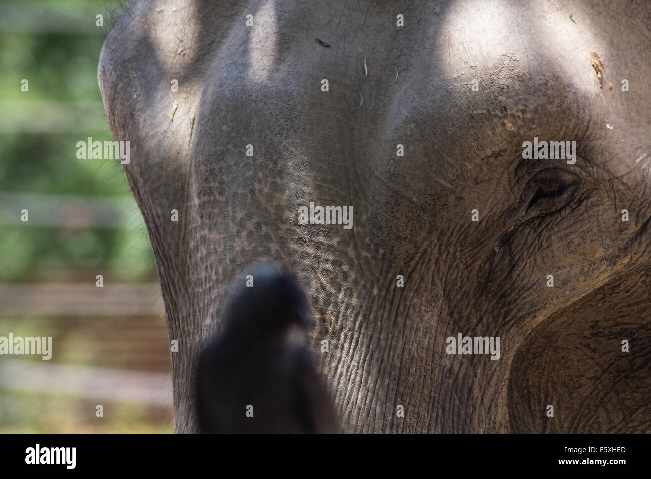 elephant head with a crow in front Stock Photo - Alamy