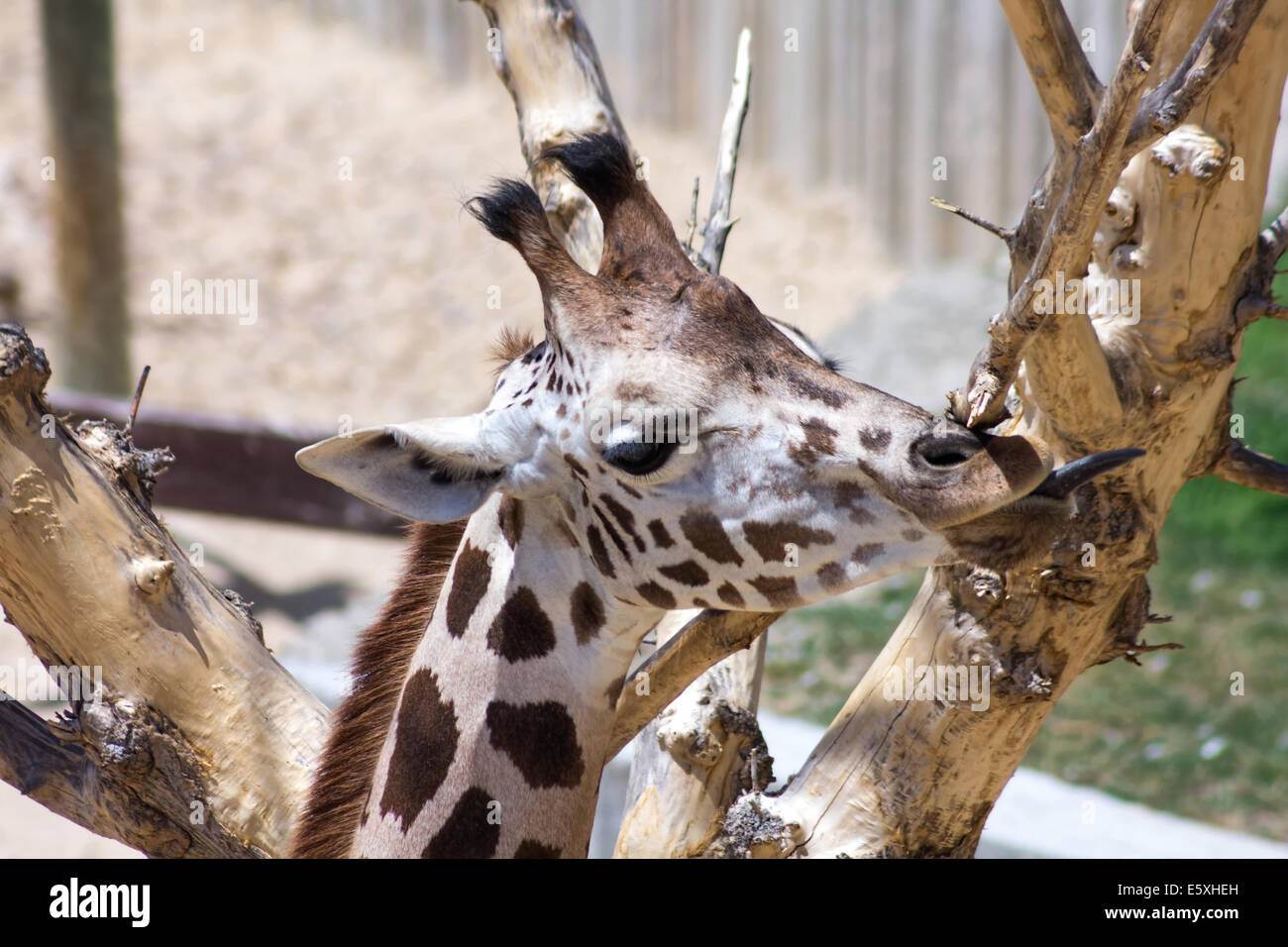 adult giraffe nibbles and sucks the bark of a tree Stock Photo - Alamy