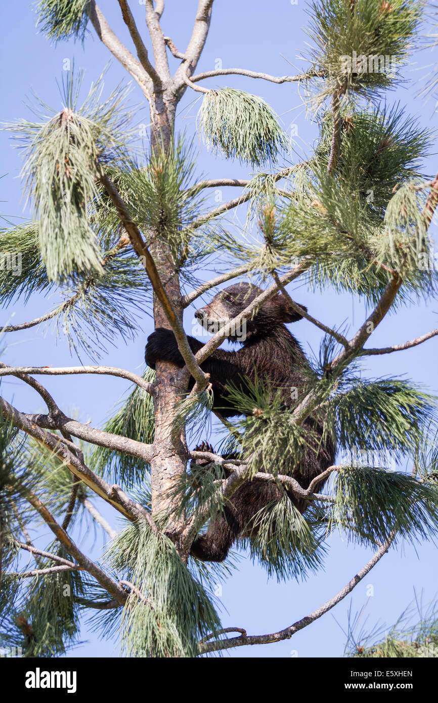 small black bear cub climbing a pine tree in south Dakota Stock Photo ...