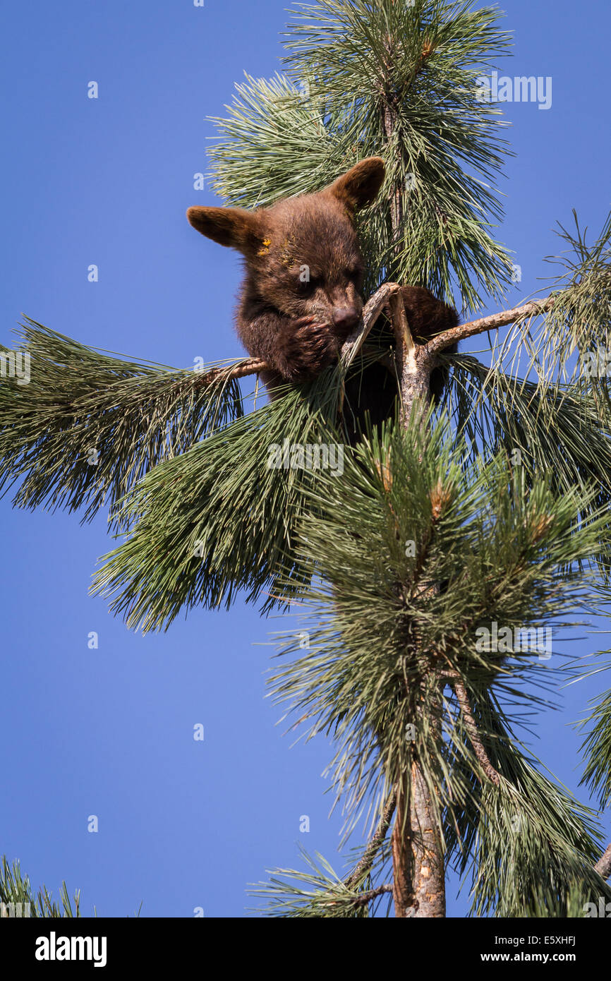 small brown bear cub climbing a pine tree with a blue sky background ...