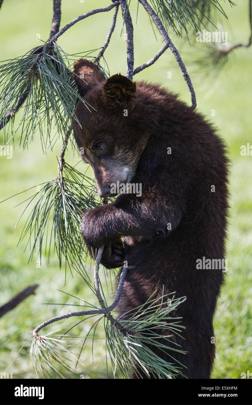 small black bear cub climbing a pine tree in south Dakota Stock Photo ...